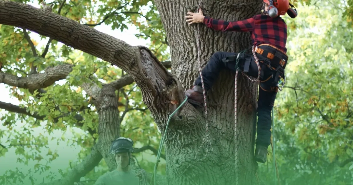 How to Implement Eco-Friendly Tree Care Practice | ArboStar