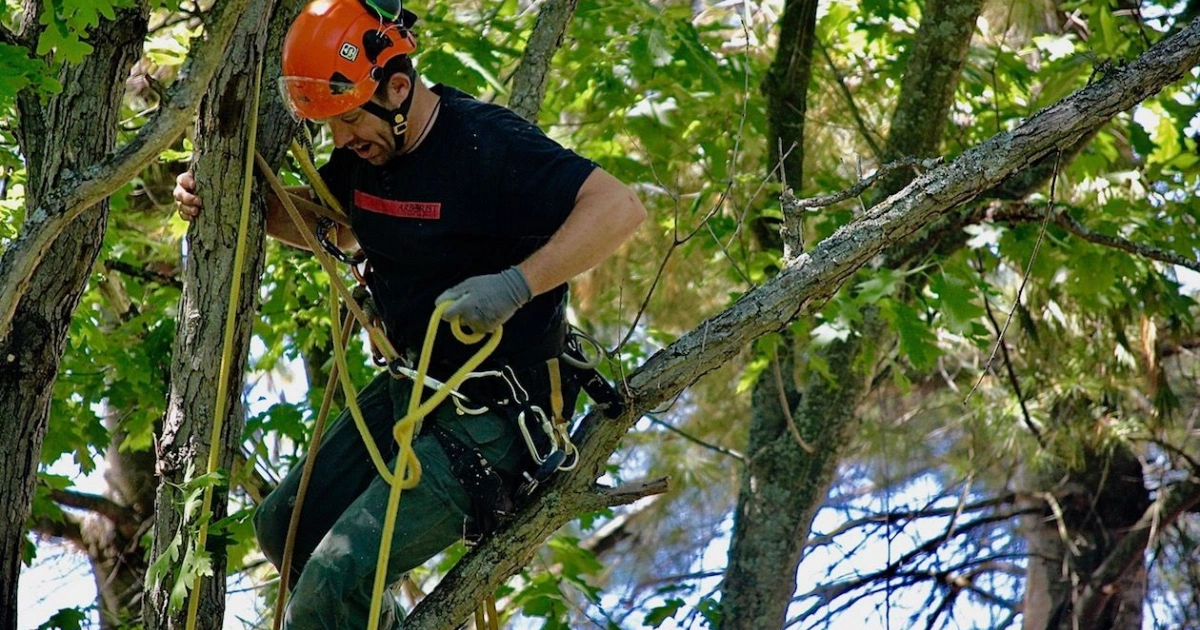 The Basics Of Tree Care Accreditation | ArboStar