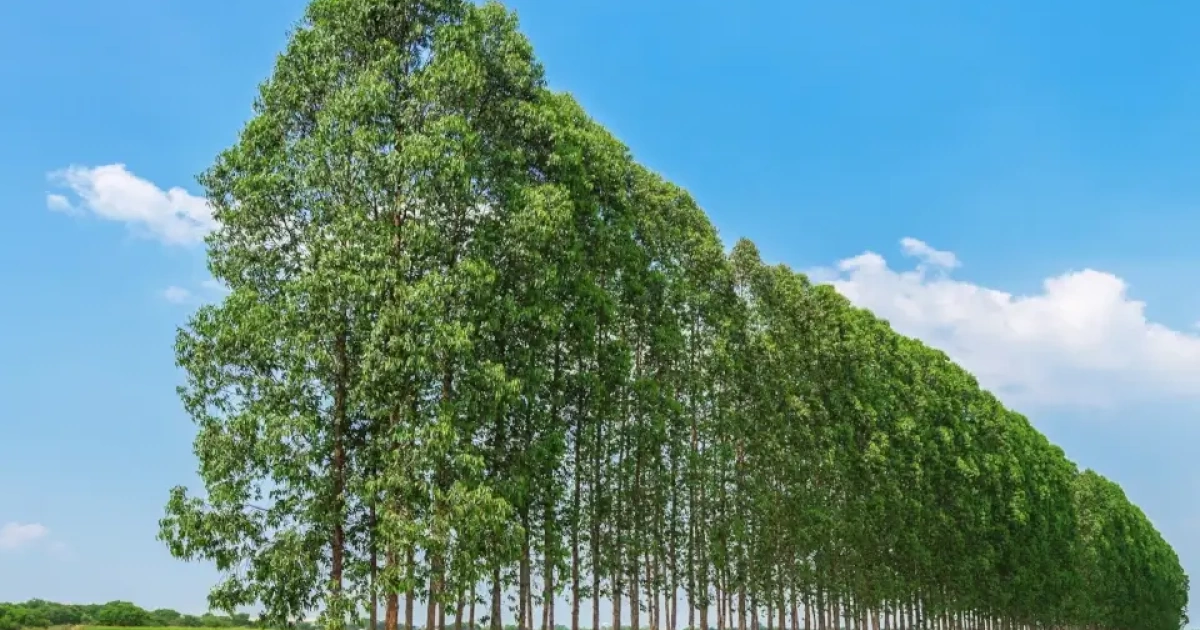 Trees in Climate Change Mitigation: Insights | ArboStar