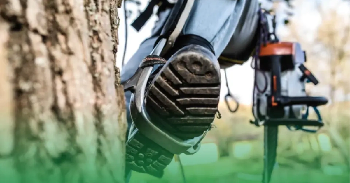 8 Training Courses Every Arborist Should Attend | ArboStar