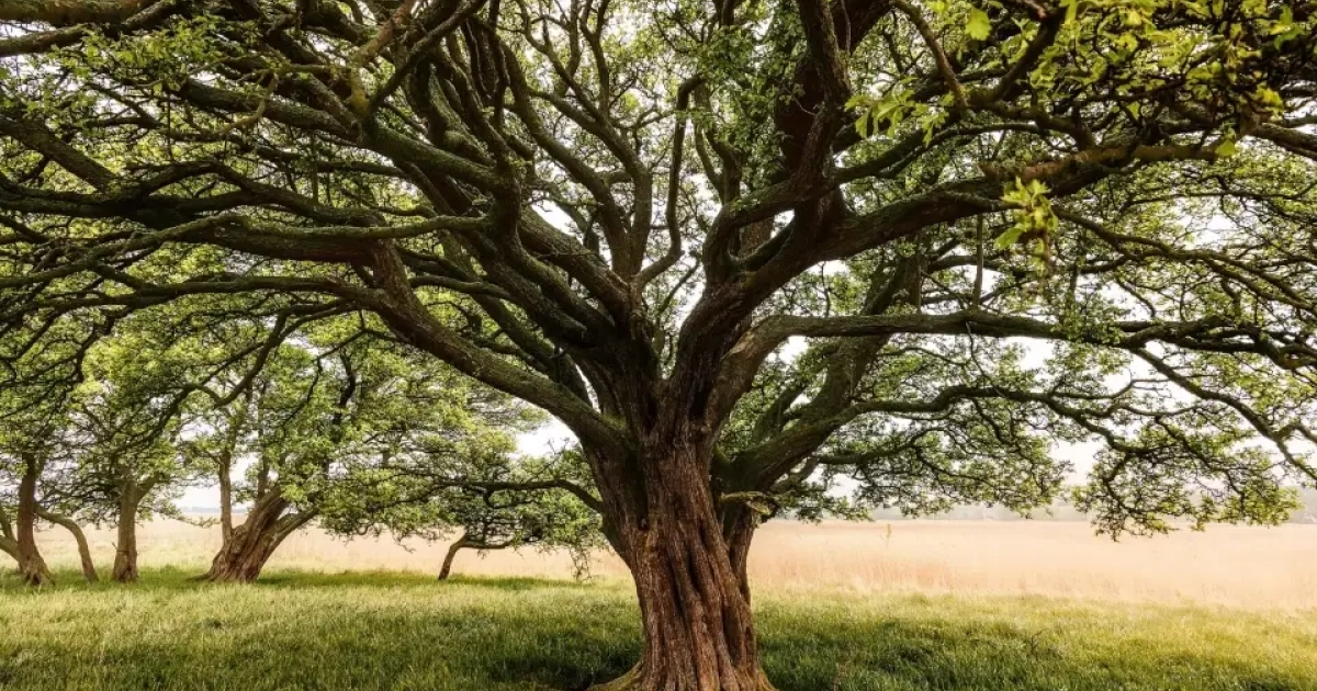 Tree Risk Assessment: Identifying and Mitigating | ArboStar