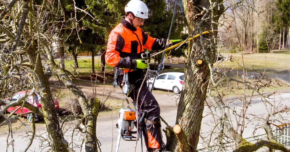 How to Become an Arborist: Simple Steps for a Rewarding Career | ArboStar