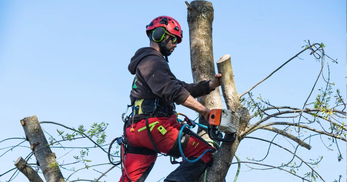How to Become an Arborist: Career Guide, Jobs & Salary Info | ArboStar