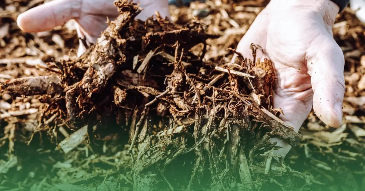 Top Eco-Friendly Tree Care Products for Arborists | ArboStar