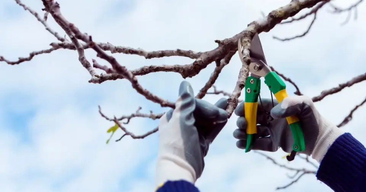 The Art and Science of Pruning: Best Practices | ArboStar