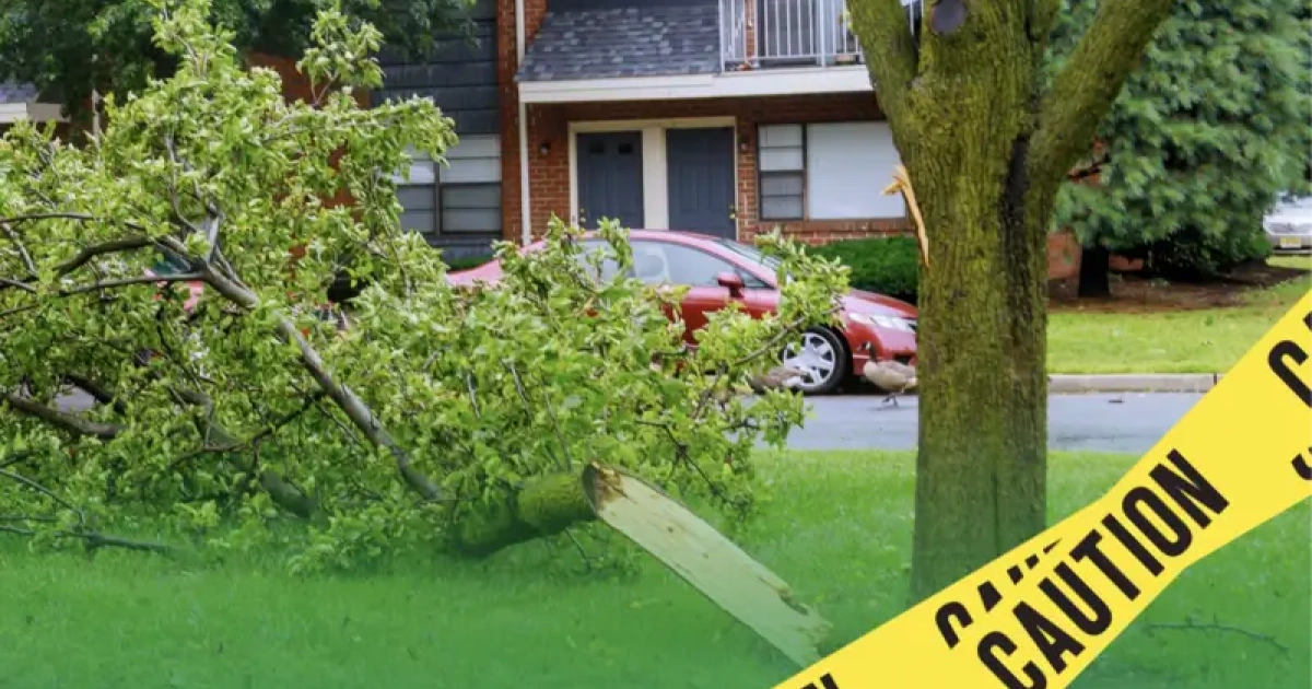 Learn More About the Tree Risk Management | ArboStar