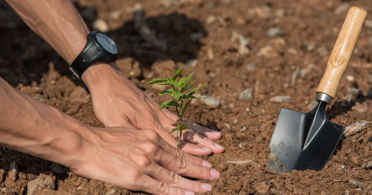 Economic Advantages of Tree Planting | ArboStar