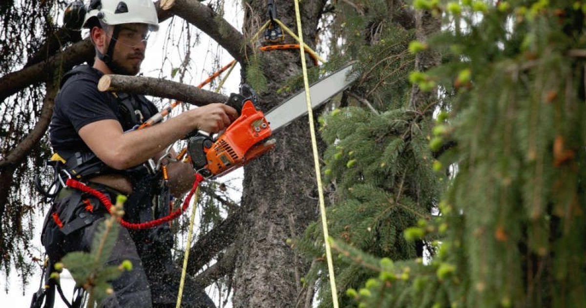 Keeping Tree Care Workers Safe | ArboStar